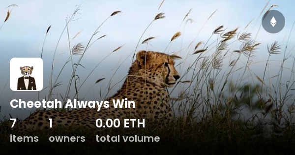 Cheetah Always Win - Collection | OpenSea Cheetah Always Win - Collection | OpenSea